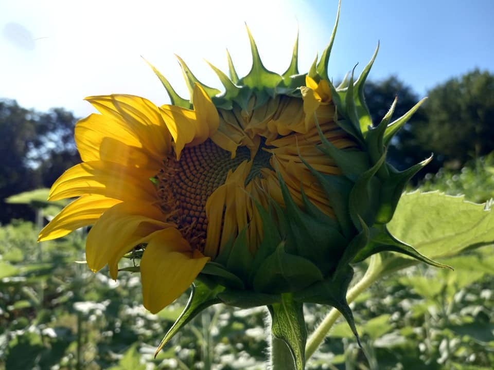 Home - J & L Pickin' Patch